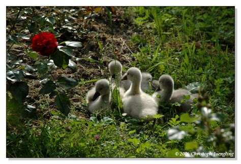 mercurial und git › die zwei seiten der it
