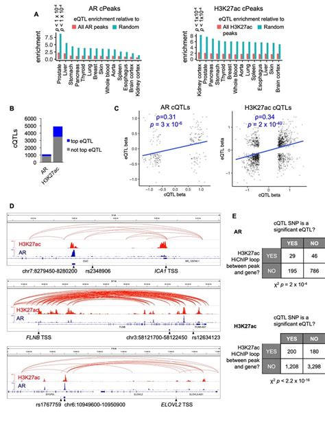 Figure S3 Overlap Of CQTLs With Prostate Tissue EQTLs A Enrichment
