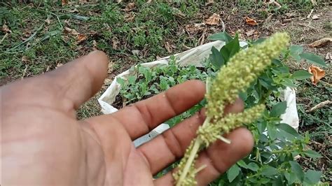Pigweedmuchichachepkerta Youtube