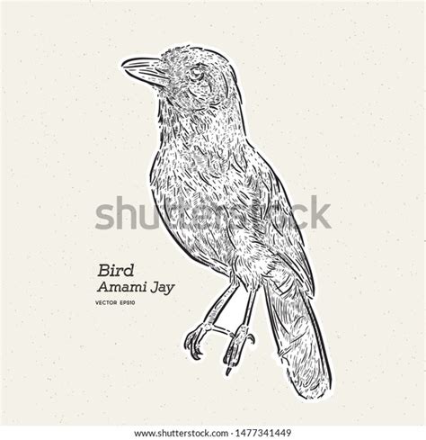 Lidths Jay Garrulus Lidthi Amami Island Stock Vector Royalty Free