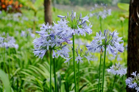 来自非洲的蓝色爱情花百子莲盛放辰山 中国公园