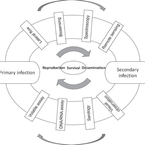 Pdf Biotechnological Tools For Detection Identification And Management Of Plant Diseases