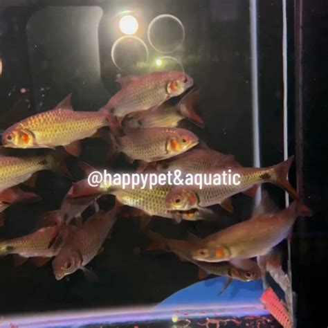 Live Fish Kelah Pipi Merah 3inch Lazada