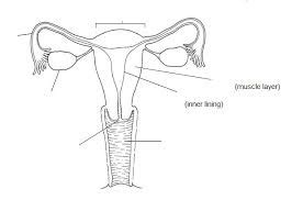 Female Reproductive System Diagram Tassin Diagram Quizlet