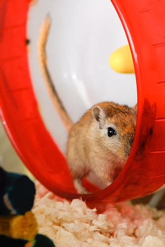 Ginger Gerbils How Many Ginger Gerbil Colors Are There Rodent Zone