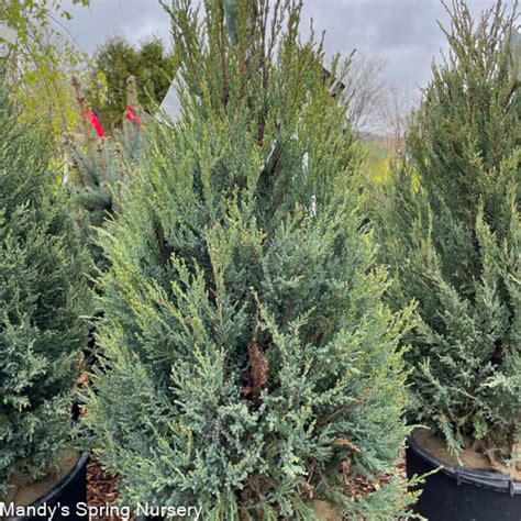 Blue Arrow Juniper Growth Rate
