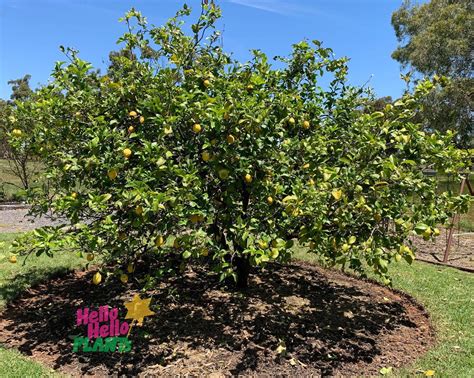 Citrus Eureka Lemon Tree Hello Hello Plants