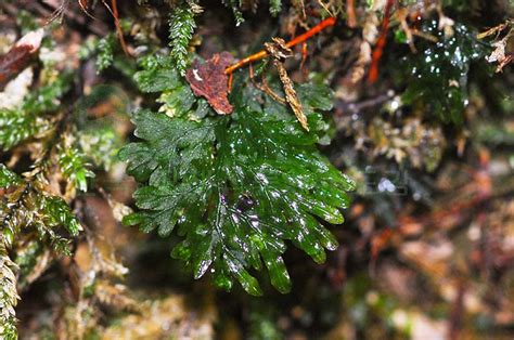 고사리식물 괴불이끼