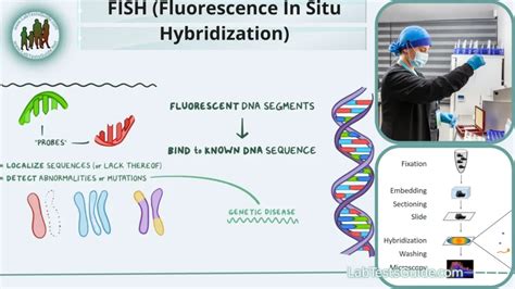 In Situ Hybridization Ish And Fluorescence In Situ Local Rna In Situ