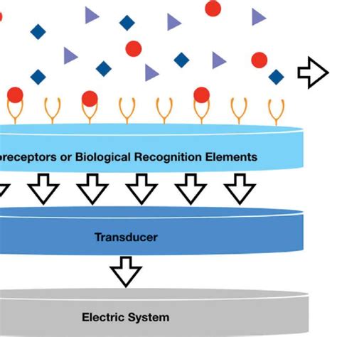Sample Analyte Difference At Dakota Frith Blog