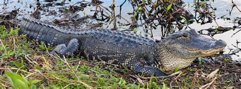 A Large American Alligator Sunning In The Florida Sun After A Cold
