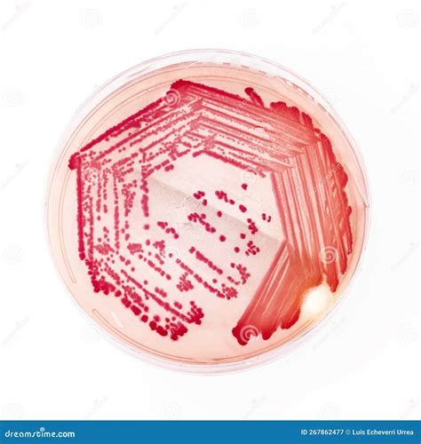 Bacterial Culture Helicobacter Pylori A Bacterium That Infects The