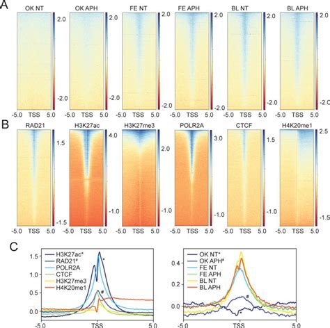 Fancd2 Genome Binding Is Nonrandom And Is Enriched At Large Transcriptionally Active Neural