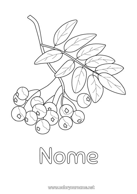 Pagina Da Colorare N2905 Sambuco