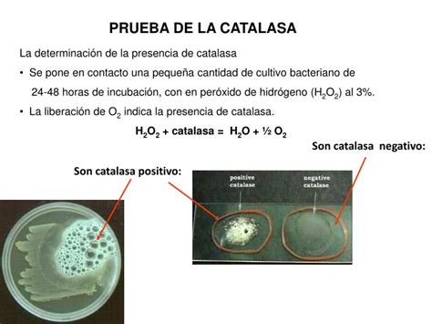Ppt Taller De Pruebas BioquÍmicas BÁsicas Utilizadas En El