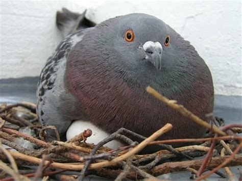 A Fat Pigeon Artofit