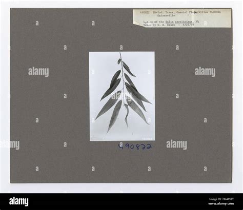 Tree Identification Willow Coastal Photographs Relating To National Forests Resource