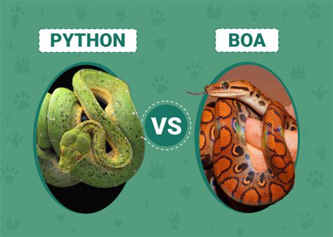 Python Vs Boa The Main Differences With Pictures PangoVet Python Vs Boa The Main Differences With Pictures PangoVet