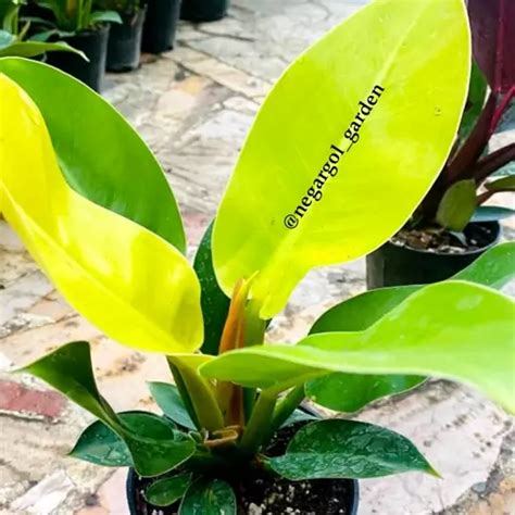 خرید و قیمت گل و گیاه آپارتمانی فیلودندرون لیمویی یا نئون، گلدون 12 از