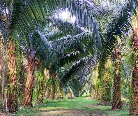Mengutip Buah Sawit Lerai Detik Detik Indah Dalam Hidupku