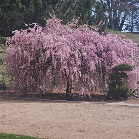 Red Jade Weeping Crabapple Crabapple Summer Wonder Flowering Trees
