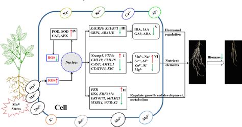Figure 2 From Transcriptome Sequencing Analysis Of Root In Soybean Responding To Mn Poisoning