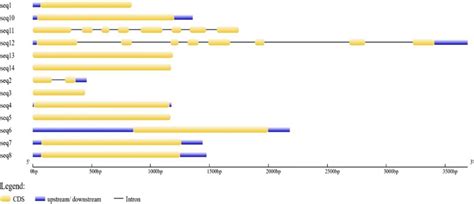 Schematic Diagrams Of Exon And Intron Organization For Delta 15 Download Scientific Diagram