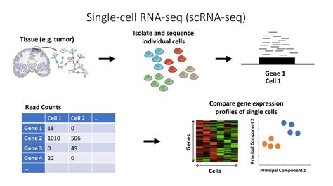 Orchestrating Single Cell Rna Sequencing Analysis With Bioconductor Speaker Deck