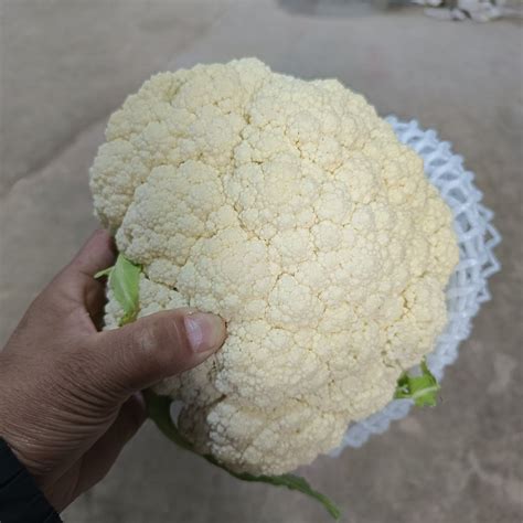 松花菜批发 湖北宜昌枝江市菜花 170元斤精品有机花菜 一亩田