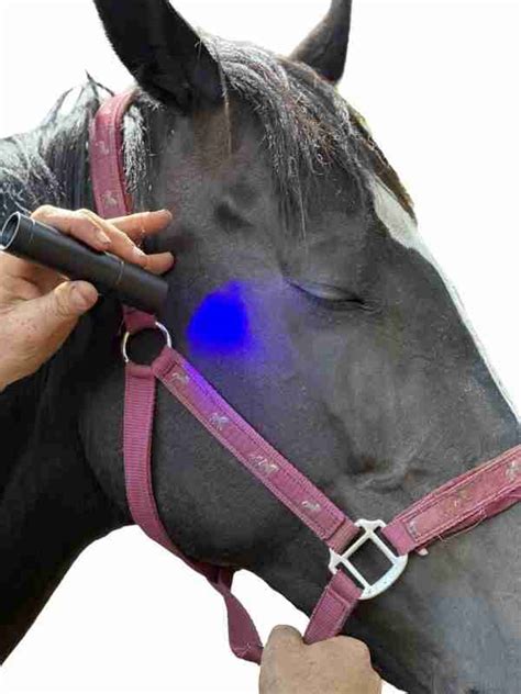 Super Torch Equestricare