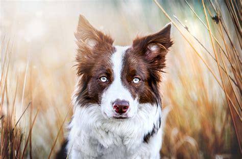 ТОП 10 самых умных собак 26 06 23 18 15 Пикабу