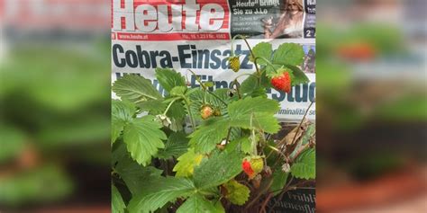 Leser Wiener Findet Im Winter Reife Erdbeeren Am Balkon Heuteat