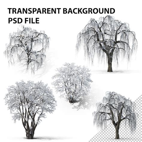 White Japanese Zelkova Tree Psd High Quality Free Psd Templates For
