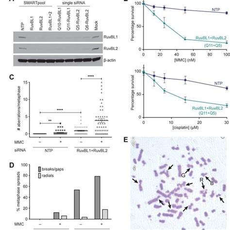 Lori Passmore Group Leader Phd University Of Cambridge Cambridge