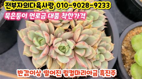 반값이상 떨어진 먼로금 링컬마리아금 가격착한 레드환타지아 Youtube