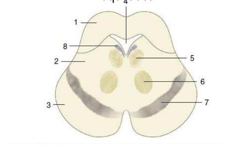 midbrain diagram quizlet