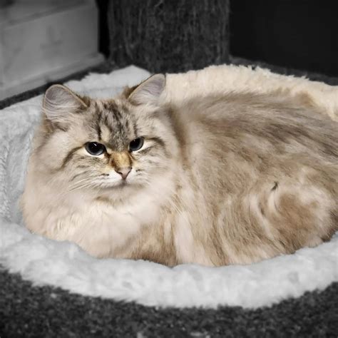 Gallery Lazuli Siberian Cattery