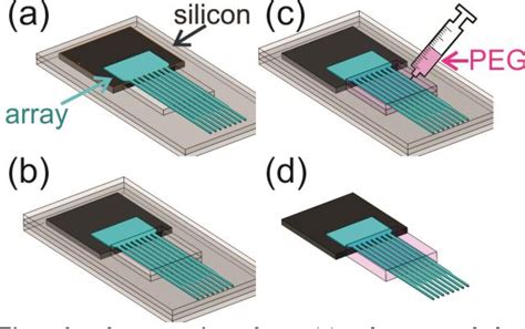 Figure 1 From Deep Brain Targeting Strategy For Bare Parylene Neural Probe Arrays Semantic Scholar