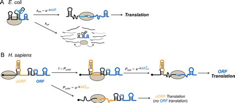 Bacterial Mrna Structure