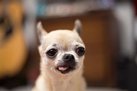 단모치와와 베이지색 분양받고싶어요 유기견 무료분양 And 강아지 고양이 입양 사이트 유기견보호센터