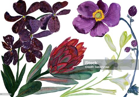 아름다운 꽃 수채화 일러스트의 꽃다발 열대 꽃 말미잘 프로테아 릴리아 난과 식물에 대한 스톡 벡터 아트 및 기타 이미지 난과 식물 보라색 열대 기후 Istock