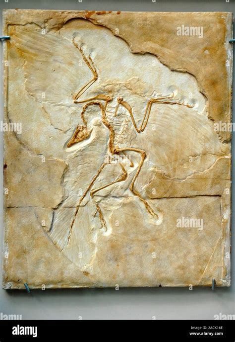Archaeopteryx Fossil Of Archaeopteryx A Crow Sized Flying Reptile With Feathers The Bones