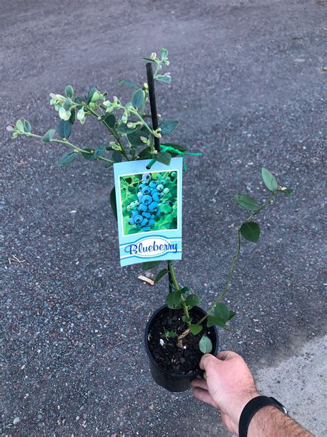 Blueberry Ob1 Ross Creek Tropicals