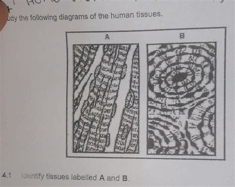 Solved Udy The Following Diagrams Of The Human Tissues Identify Tissues Labelled A And B