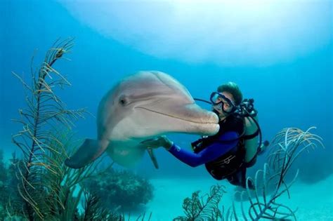 این دلفین ۱۷ ساله سال‌هاست از ترس تنهایی گریه می‌کند همشهری آنلاین