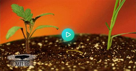 As It Grows The Dodder Vine Will Sniff For It Choice Of Food 