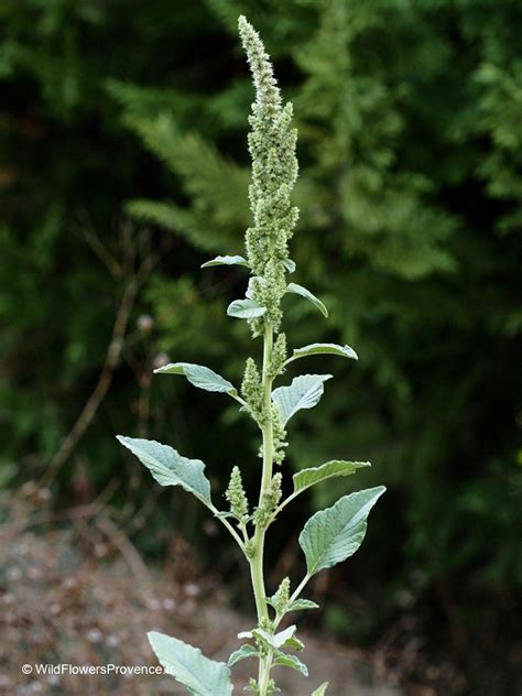 Amaranthus Retroflexus Wild In Provence