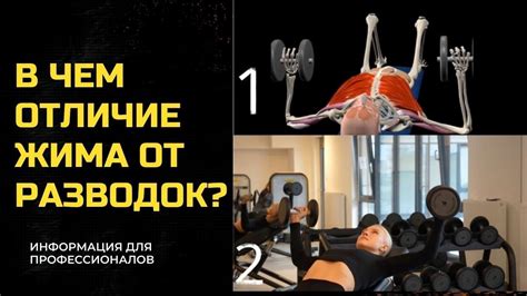 Чем отличается жим от сведения гантелей на грудь Youtube