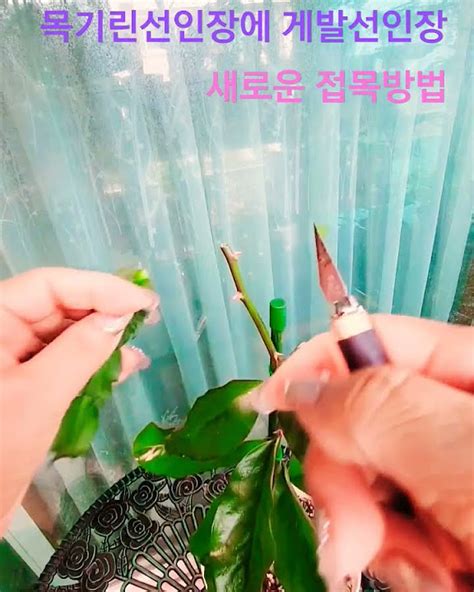 목기린선인장에 게발선인장을 간단하게 접목하는 새로운 방법 1탄 목기린선인장게발선인장접목새로운접목방법나만의방법로또앵두걸스신곡 Youtube