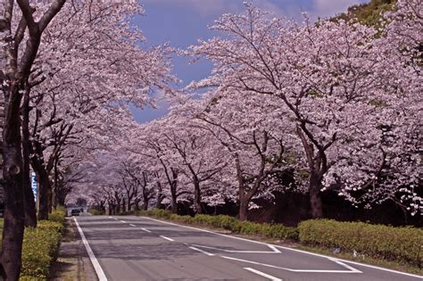 桜並木 GANREF